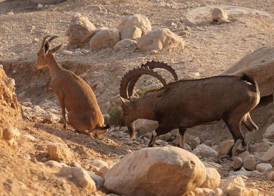 Why Do Goats Flap Their Tongues? - Goat Journal